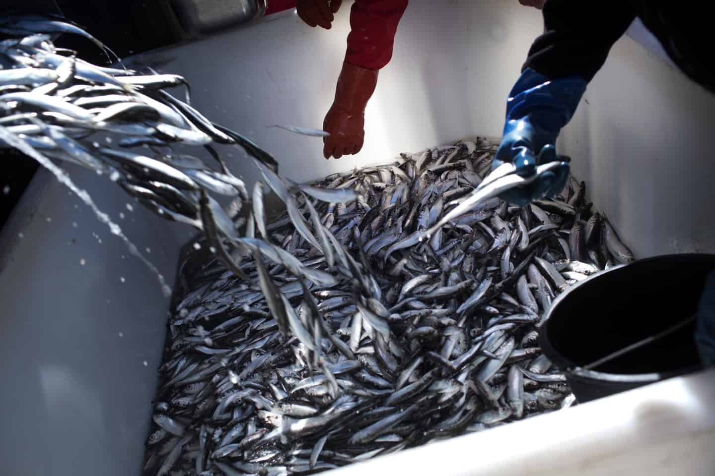 'Surströmming' – the rotten herring that Swedes love | Visit Sweden