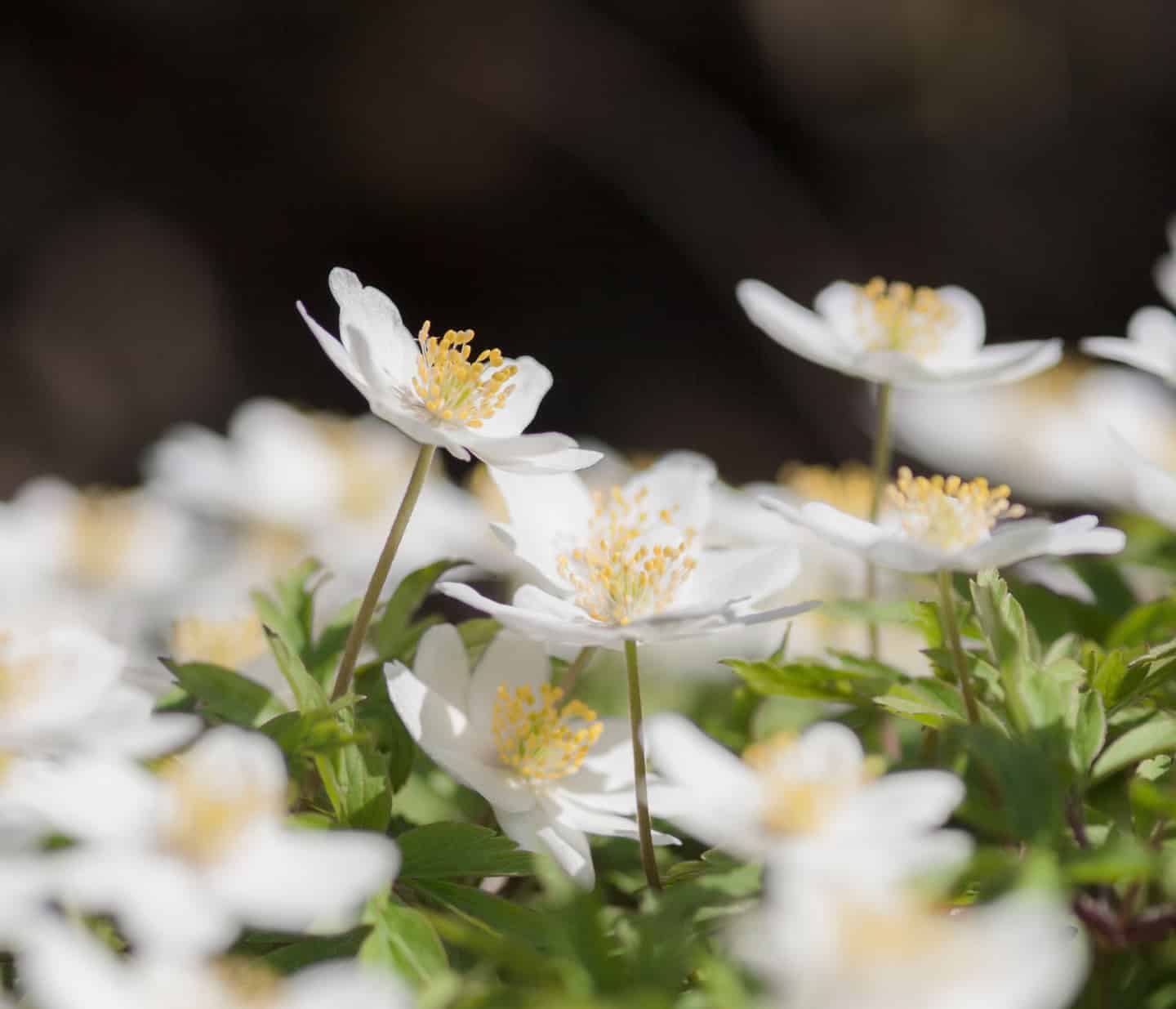 Spring in Sweden | Visit Sweden