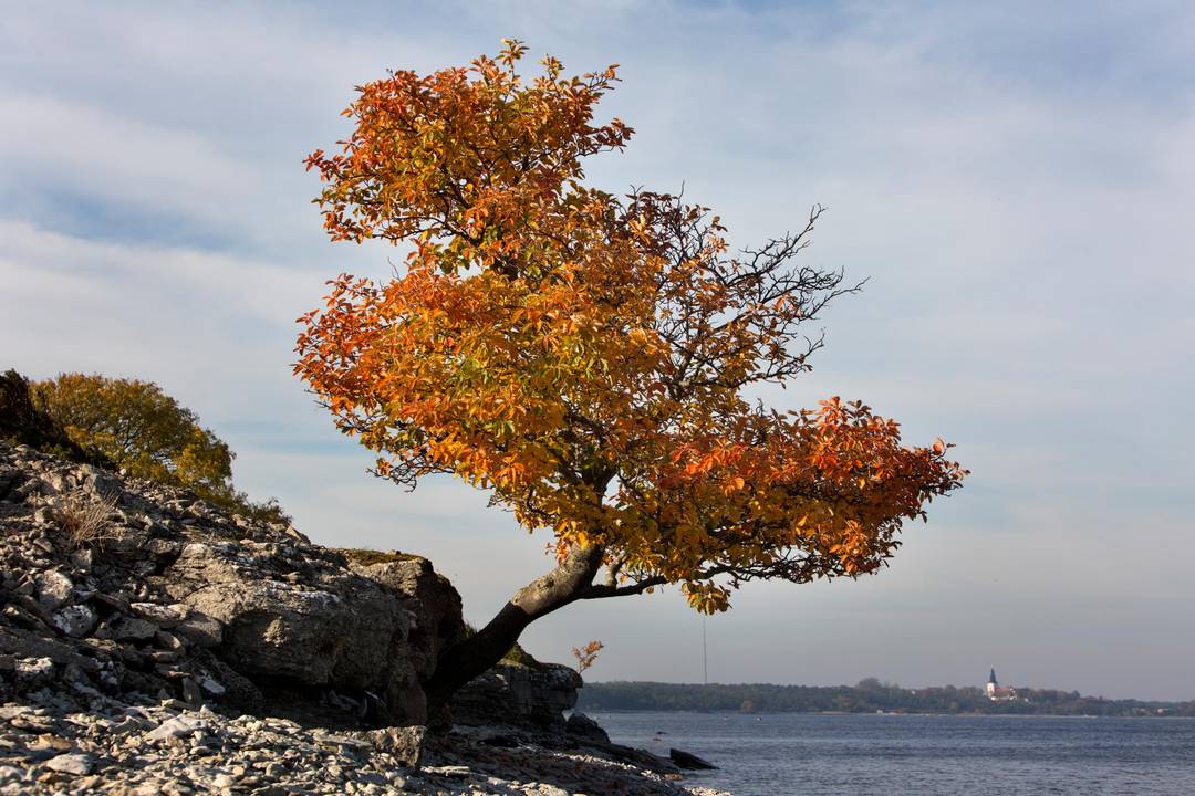 Gotland has stunning nature and remarkable medieval history | Visit Sweden