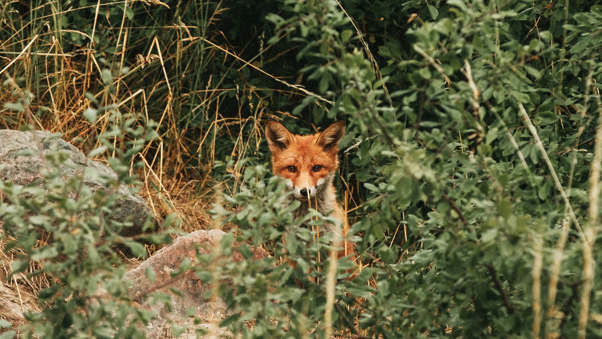 Set off on a safari to discover Sweden’s wildlife | Visit Sweden