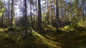 Forest bathing in Sweden – where to go and how to do it | Visit Sweden